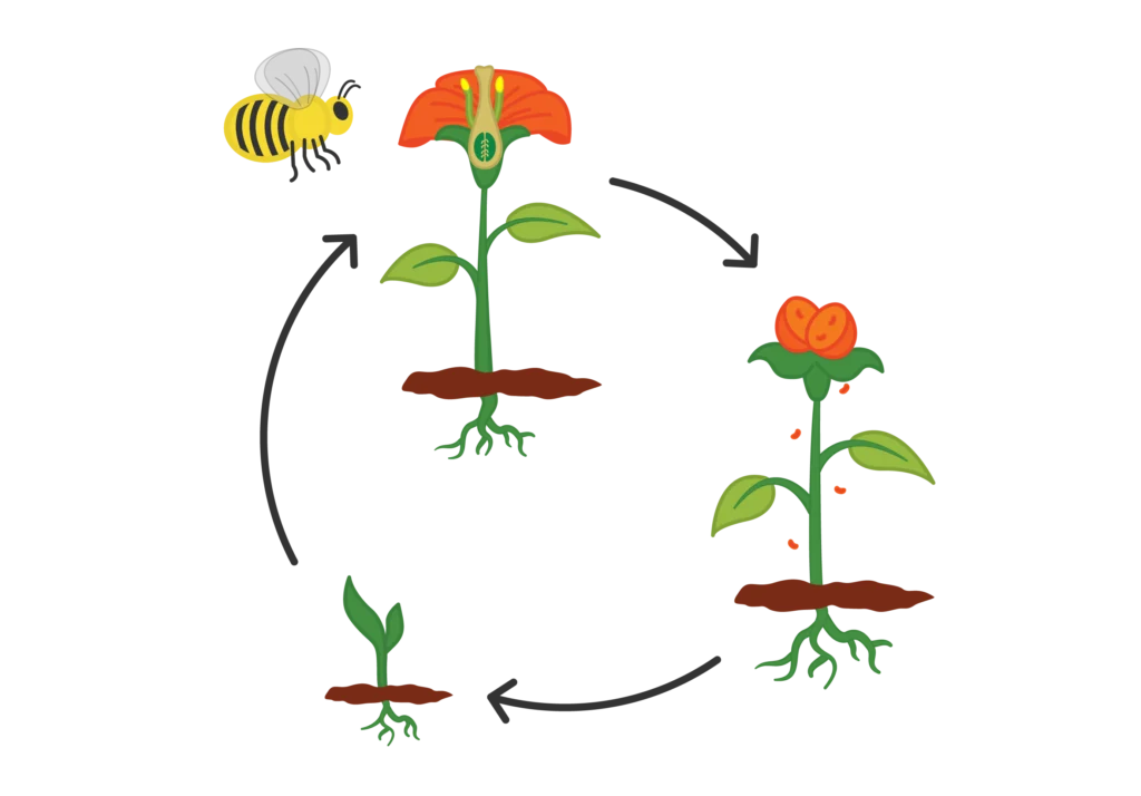 Plant Life Cycle - Forward Education